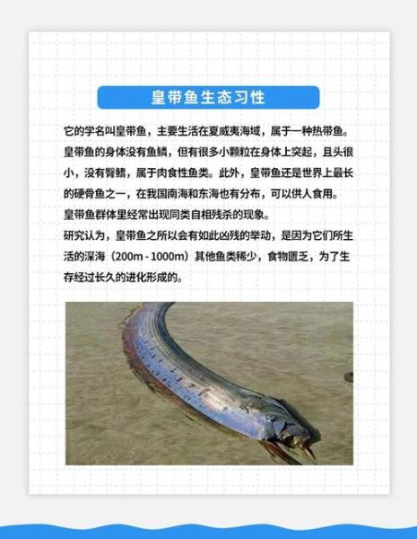 皇带鱼是龙的原型吗_龙的原型探究-第1张图片-山城妙识