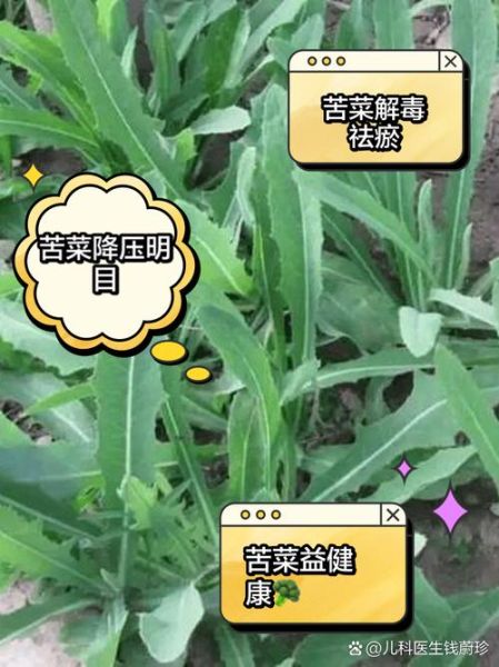 苦菜图片功效与作用_如何食用-第3张图片-山城妙识 苦菜图片功效与作用_如何食用-第3张图片-山城妙识