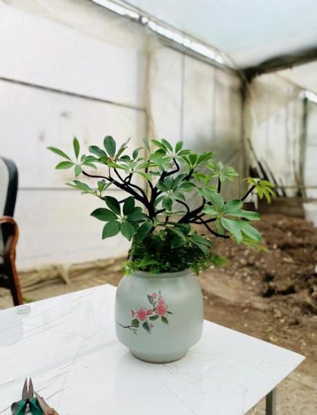 鹅掌柴为什么叫发财树_发财树和鹅掌柴的区别-第2张图片-山城妙识