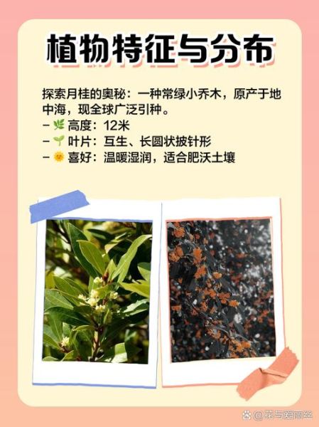 香叶月桂是什么_香叶月桂和月桂叶区别-第1张图片-山城妙识 香叶月桂是什么_香叶月桂和月桂叶区别-第1张图片-山城妙识