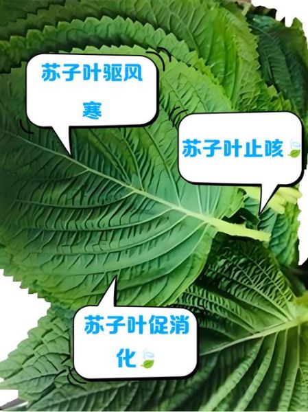 苏子叶图片长什么样_如何辨别真假苏子叶-第1张图片-山城妙识 苏子叶图片长什么样_如何辨别真假苏子叶-第1张图片-山城妙识