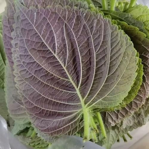 苏子叶图片长什么样_如何辨别真假苏子叶-第2张图片-山城妙识 苏子叶图片长什么样_如何辨别真假苏子叶-第2张图片-山城妙识