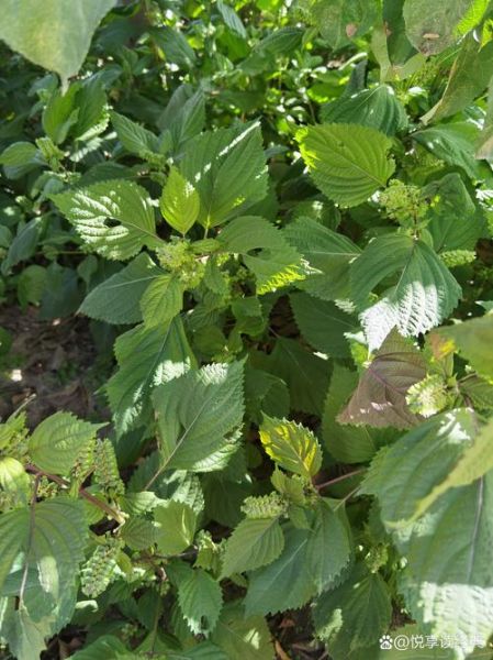 苏子叶图片长什么样_如何辨别真假苏子叶-第3张图片-山城妙识 苏子叶图片长什么样_如何辨别真假苏子叶-第3张图片-山城妙识