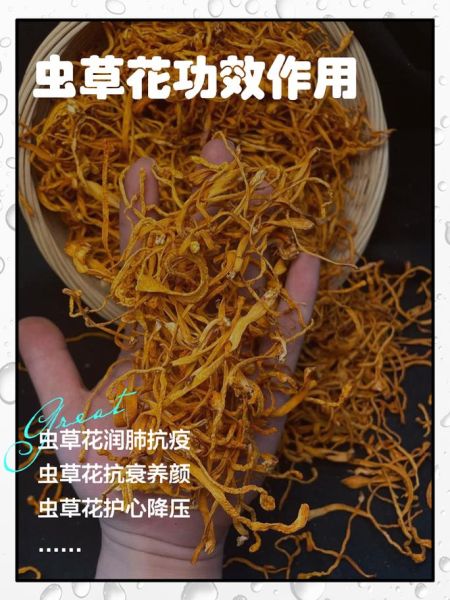 虫草花的功效与作用及禁忌_哪些人不能吃-第1张图片-山城妙识