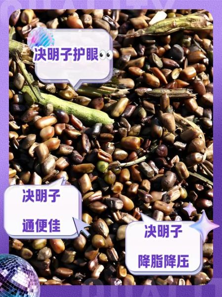 决明子可以天天喝吗_决明子长期饮用的副作用-第2张图片-山城妙识