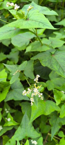 金荞麦图片长什么样_金荞麦功效与作用有哪些-第2张图片-山城妙识 金荞麦图片长什么样_金荞麦功效与作用有哪些-第2张图片-山城妙识
