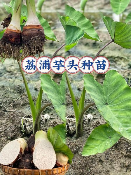 芋头和芋苗的区别_芋苗可以当芋头吃吗-第3张图片-山城妙识 芋头和芋苗的区别_芋苗可以当芋头吃吗-第3张图片-山城妙识