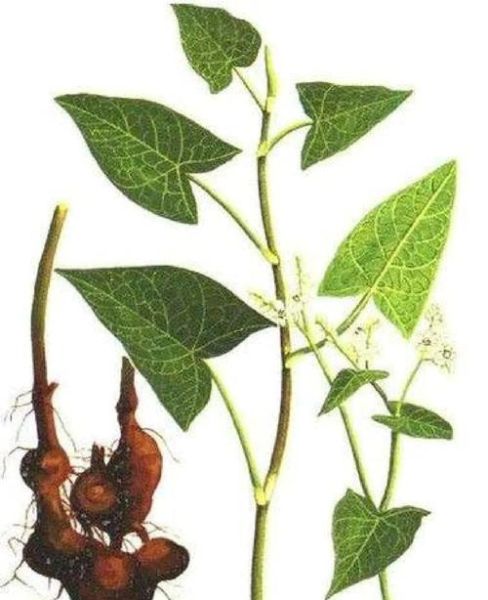 金荞麦图片长什么样_金荞麦功效与作用有哪些-第3张图片-山城妙识 金荞麦图片长什么样_金荞麦功效与作用有哪些-第3张图片-山城妙识