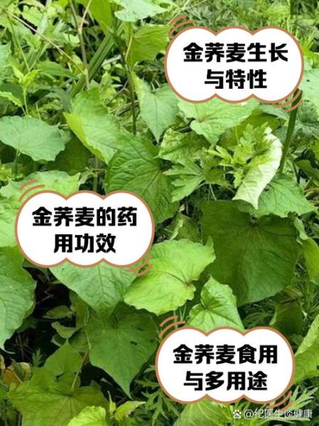 金荞麦图片长什么样_金荞麦功效与作用有哪些-第1张图片-山城妙识 金荞麦图片长什么样_金荞麦功效与作用有哪些-第1张图片-山城妙识