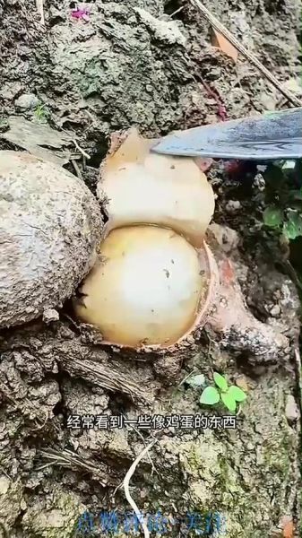 野生竹荪图片_如何分辨真假野生竹荪-第2张图片-山城妙识 野生竹荪图片_如何分辨真假野生竹荪-第2张图片-山城妙识