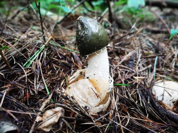 野生竹荪图片_如何分辨真假野生竹荪-第3张图片-山城妙识 野生竹荪图片_如何分辨真假野生竹荪-第3张图片-山城妙识