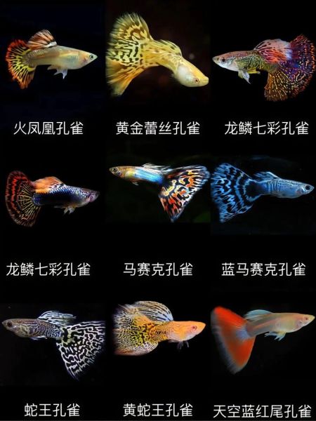 最好养的观赏鱼有哪些_新手入门选哪种-第3张图片-山城妙识 最好养的观赏鱼有哪些_新手入门选哪种-第3张图片-山城妙识