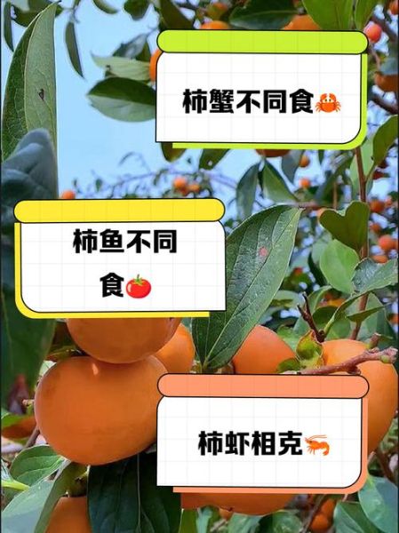 吃柿子忌什么食物相克_吃柿子不能和什么一起吃-第2张图片-山城妙识 吃柿子忌什么食物相克_吃柿子不能和什么一起吃-第2张图片-山城妙识