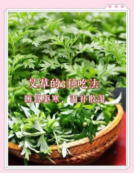 艾草能吃吗_艾草怎么吃-第1张图片-山城妙识 艾草能吃吗_艾草怎么吃-第1张图片-山城妙识