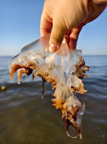 海蜇图片多少钱一斤_新鲜海蜇批发价格-第2张图片-山城妙识