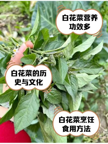 野白花菜的功效与作用_野白花菜怎么吃最好-第1张图片-山城妙识