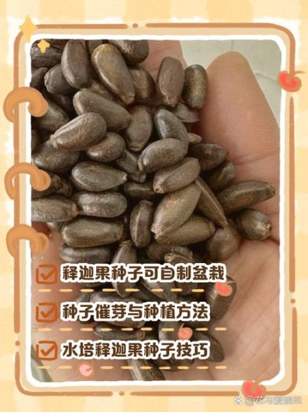 释迦果的籽能种吗_释迦果种子怎么种-第2张图片-山城妙识 释迦果的籽能种吗_释迦果种子怎么种-第2张图片-山城妙识