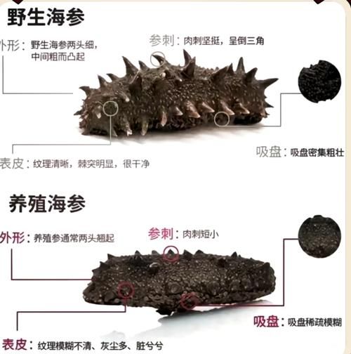 野生海参的功效有哪些_野生海参怎么吃最补-第3张图片-山城妙识 野生海参的功效有哪些_野生海参怎么吃最补-第3张图片-山城妙识
