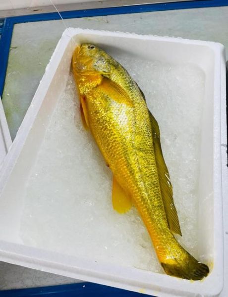 黄鱼是海鱼吗_黄鱼属于淡水鱼还是海鱼-第1张图片-山城妙识 黄鱼是海鱼吗_黄鱼属于淡水鱼还是海鱼-第1张图片-山城妙识