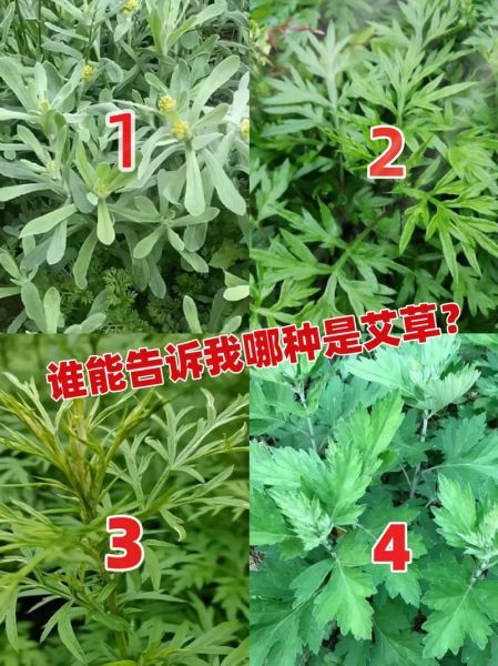 艾草有几种图片大全_艾草品种识别图解-第2张图片-山城妙识