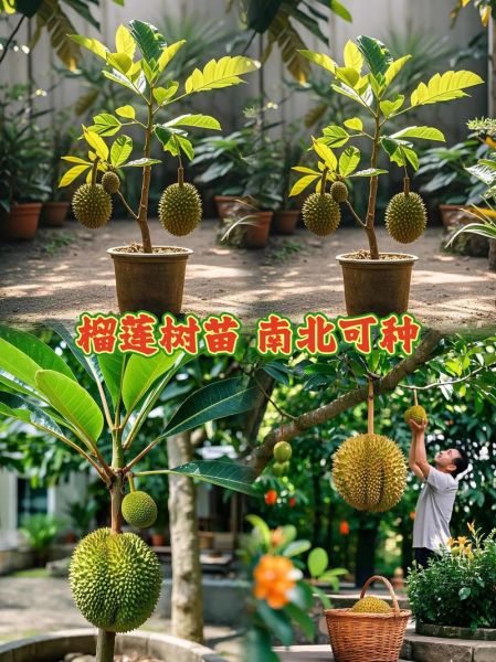 榴莲树适合什么地方种植_榴莲树生长环境要求-第1张图片-山城妙识