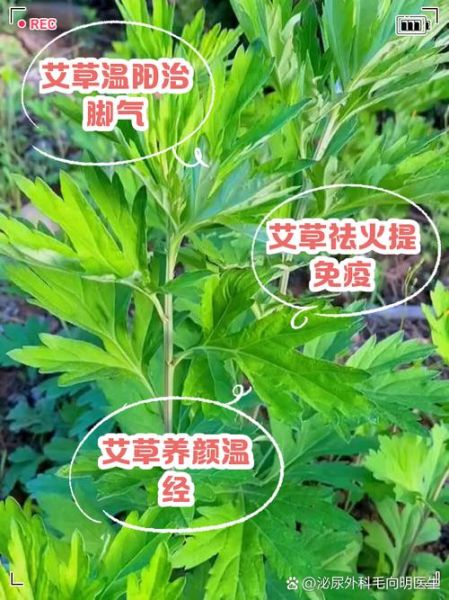 艾草有几种图片大全_艾草品种识别图解-第3张图片-山城妙识