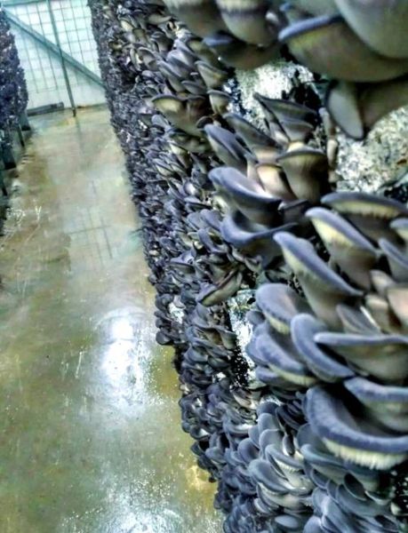 鲍鱼菇图片_如何挑选新鲜鲍鱼菇-第2张图片-山城妙识 鲍鱼菇图片_如何挑选新鲜鲍鱼菇-第2张图片-山城妙识