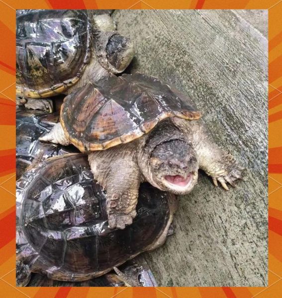 鳄鱼龟怎么吃最好_鳄鱼龟怎样吃最营养-第3张图片-山城妙识 鳄鱼龟怎么吃最好_鳄鱼龟怎样吃最营养-第3张图片-山城妙识