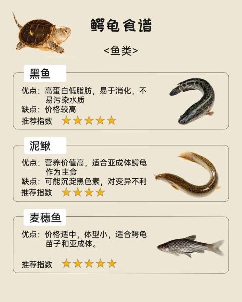 鳄鱼龟怎么吃最好_鳄鱼龟怎样吃最营养-第1张图片-山城妙识 鳄鱼龟怎么吃最好_鳄鱼龟怎样吃最营养-第1张图片-山城妙识