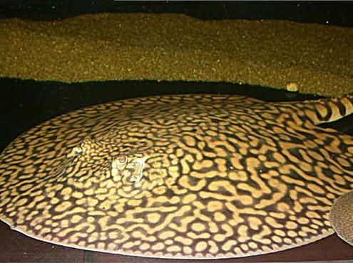 魟鱼和鳐鱼的区别_如何一眼分辨魟鱼鳐鱼-第2张图片-山城妙识 魟鱼和鳐鱼的区别_如何一眼分辨魟鱼鳐鱼-第2张图片-山城妙识