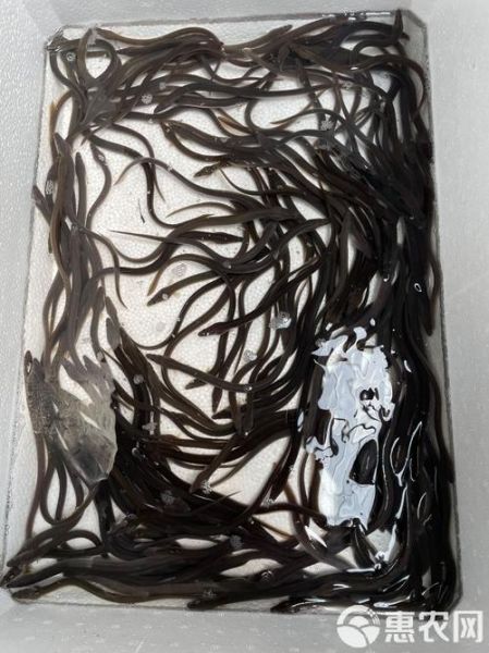 鳗鱼苗为什么不能人工繁殖_鳗鱼苗人工繁殖失败原因-第3张图片-山城妙识