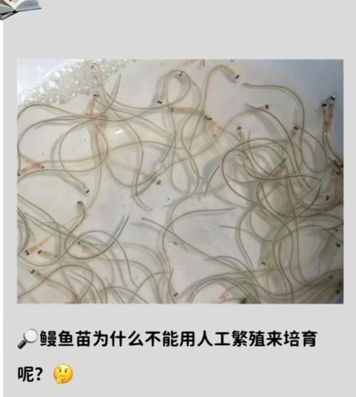 鳗鱼苗为什么不能人工繁殖_鳗鱼苗人工繁殖失败原因-第1张图片-山城妙识