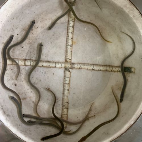 鳗鱼苗为什么不能人工繁殖_鳗鱼苗人工繁殖失败原因-第2张图片-山城妙识