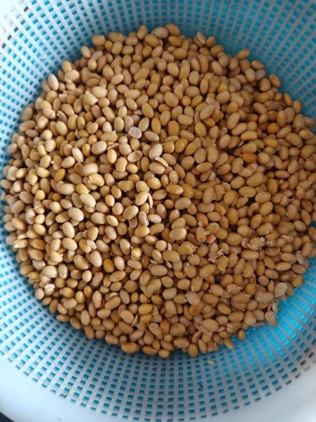 黄豆酱发酵几天再晒_晒酱最佳时间-第3张图片-山城妙识