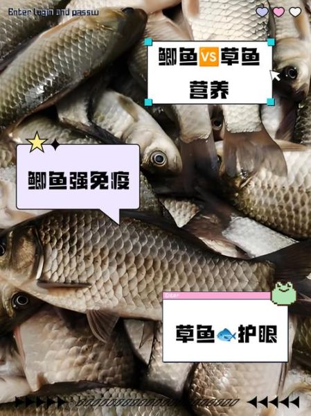 鲫鱼和草鱼的区别图片_如何一眼分辨-第2张图片-山城妙识