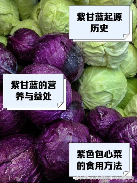 紫包菜和紫甘蓝一样吗_紫甘蓝与紫包菜区别-第1张图片-山城妙识 紫包菜和紫甘蓝一样吗_紫甘蓝与紫包菜区别-第1张图片-山城妙识