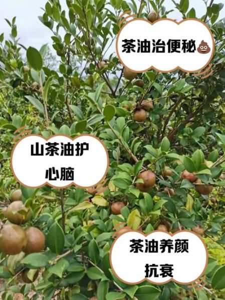 每天喝一口茶油的功效_茶油早上空腹喝好吗-第3张图片-山城妙识 每天喝一口茶油的功效_茶油早上空腹喝好吗-第3张图片-山城妙识