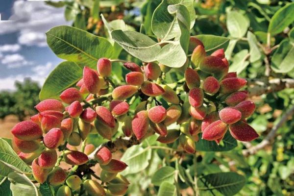 开心果树长什么样_开心果树图片特征-第1张图片-山城妙识 开心果树长什么样_开心果树图片特征-第1张图片-山城妙识