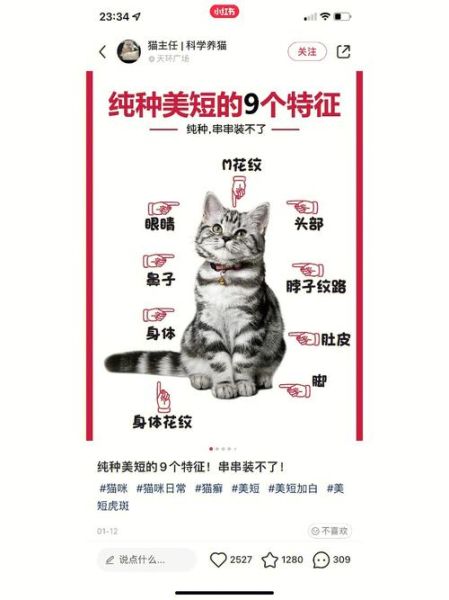 起司猫好养吗_新手饲养指南-第1张图片-山城妙识