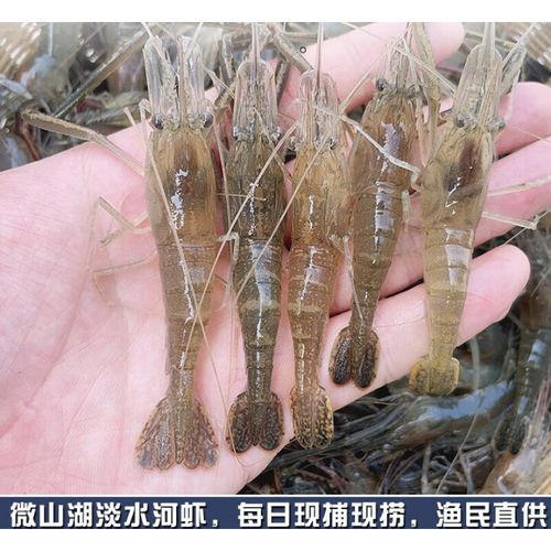 大草虾多少钱一斤_大草虾价格行情-第1张图片-山城妙识 大草虾多少钱一斤_大草虾价格行情-第1张图片-山城妙识