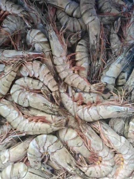 大草虾多少钱一斤_大草虾价格行情-第3张图片-山城妙识 大草虾多少钱一斤_大草虾价格行情-第3张图片-山城妙识