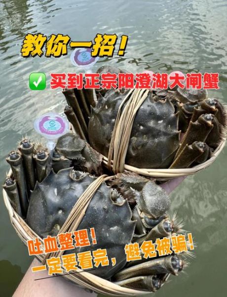 阳澄湖大闸蟹怎么挑选_阳澄湖大闸蟹图片怎么看真假-第3张图片-山城妙识