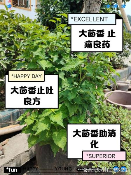 茴香对男人有什么副作用_男人吃茴香会影响性功能吗-第2张图片-山城妙识 茴香对男人有什么副作用_男人吃茴香会影响性功能吗-第2张图片-山城妙识