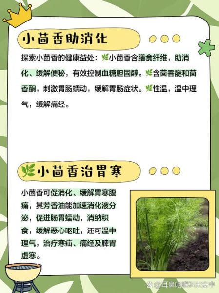 茴香对男人有什么副作用_男人吃茴香会影响性功能吗-第3张图片-山城妙识 茴香对男人有什么副作用_男人吃茴香会影响性功能吗-第3张图片-山城妙识