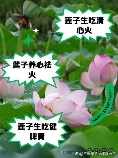 莲子生吃有什么好处_莲子生吃有副作用吗-第3张图片-山城妙识 莲子生吃有什么好处_莲子生吃有副作用吗-第3张图片-山城妙识