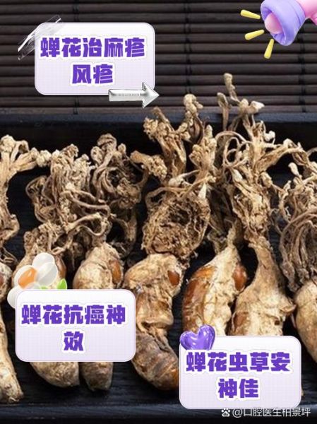 蝉花能提高免疫力吗_蝉花功效与作用有哪些-第2张图片-山城妙识 蝉花能提高免疫力吗_蝉花功效与作用有哪些-第2张图片-山城妙识