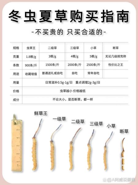 北虫草多少钱一斤_北虫草价格影响因素-第1张图片-山城妙识 北虫草多少钱一斤_北虫草价格影响因素-第1张图片-山城妙识