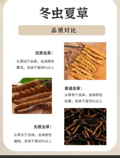 北虫草多少钱一斤_北虫草价格影响因素-第3张图片-山城妙识 北虫草多少钱一斤_北虫草价格影响因素-第3张图片-山城妙识