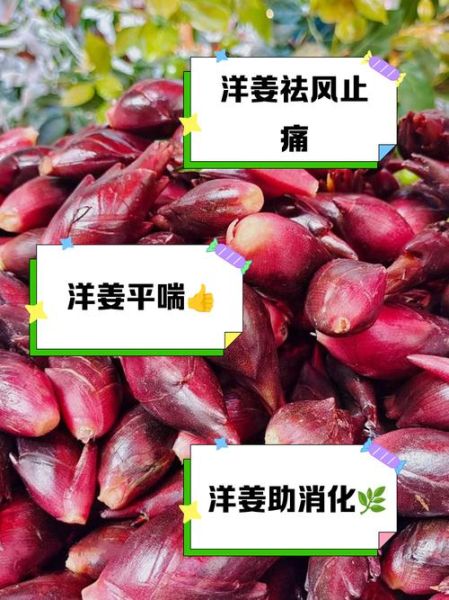 洋荷姜怎么吃_洋荷姜的做法大全-第1张图片-山城妙识