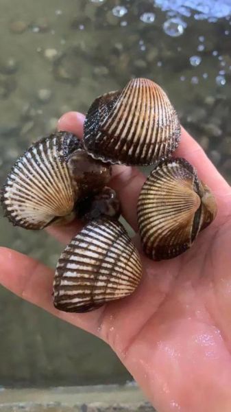 血螺怎么吃_血螺的营养价值-第1张图片-山城妙识 血螺怎么吃_血螺的营养价值-第1张图片-山城妙识